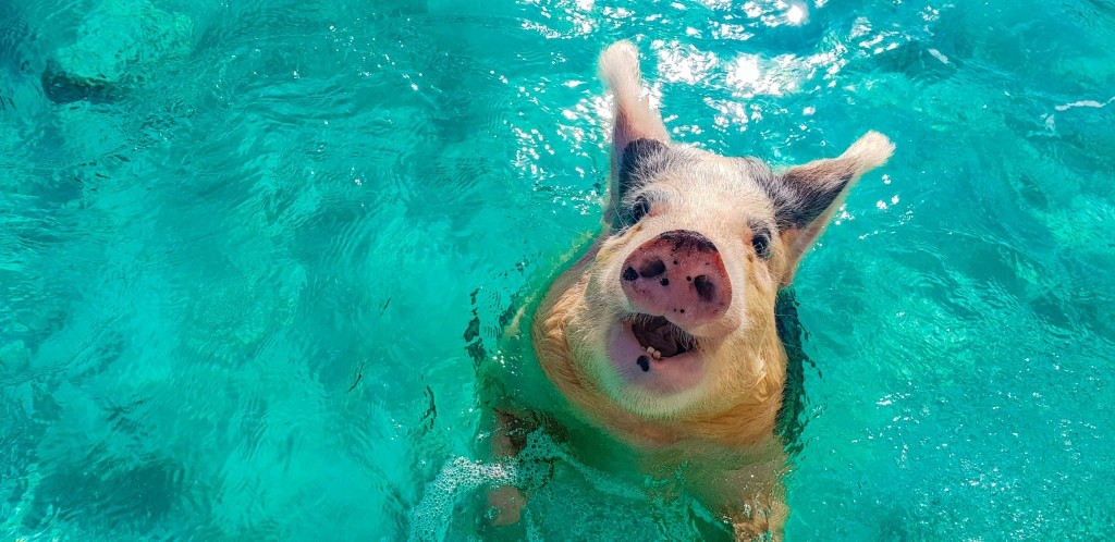Exuma: swimming with pigs and sharks in the Bahamas!