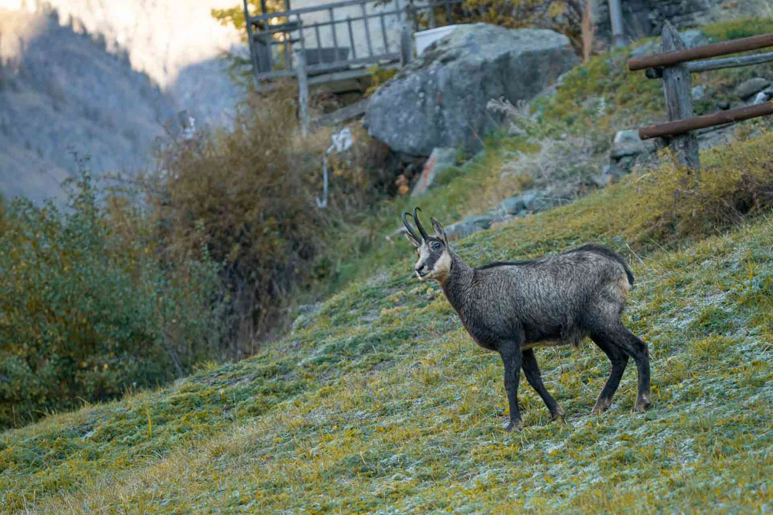 Wildlife Safari in the Italian Alps - Enrico Pescantini Travel Photographer
