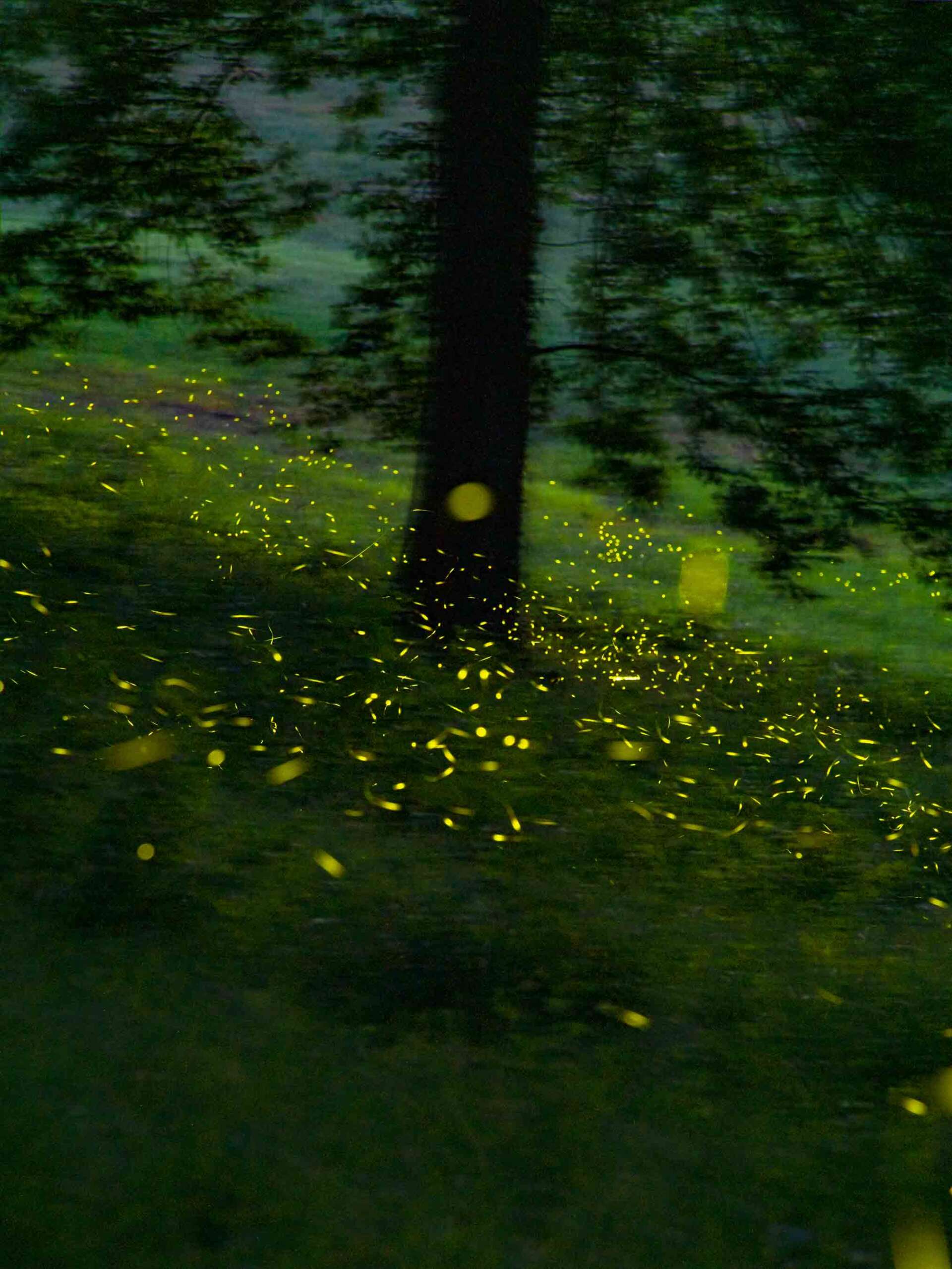 Shooting fireflies in a summer night - Enrico Pescantini Travel ...