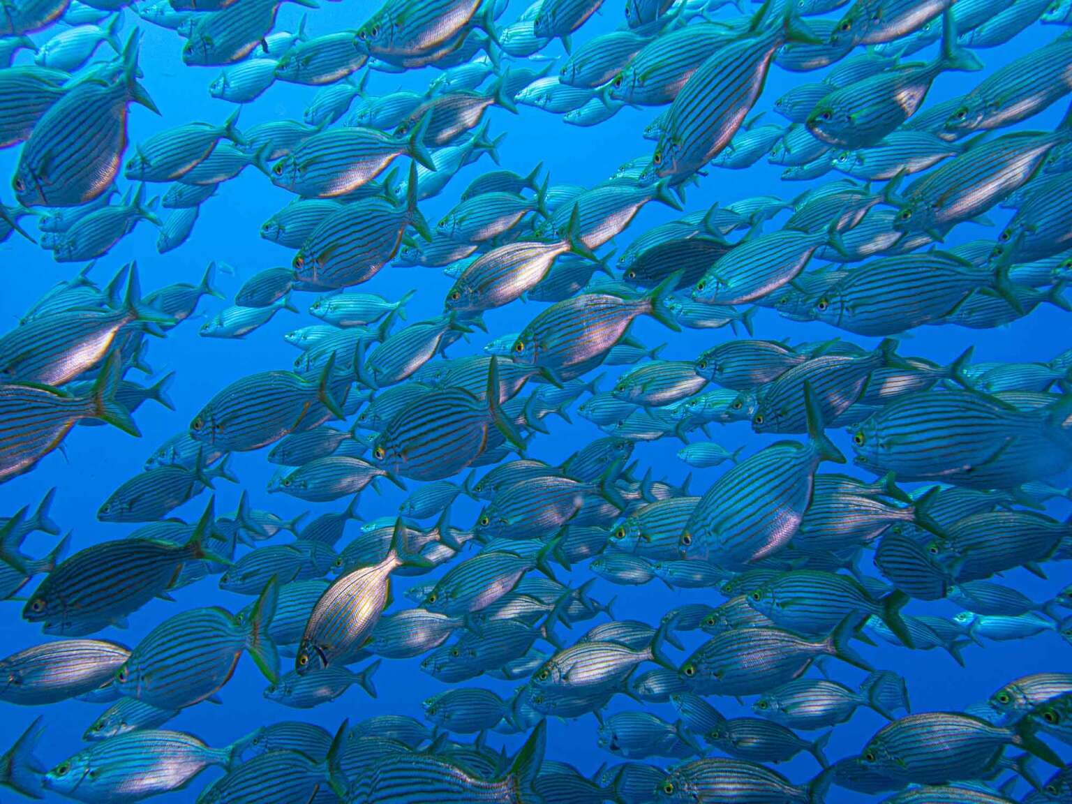 Best wrecks for scuba diving in Madeira and Porto Santo
